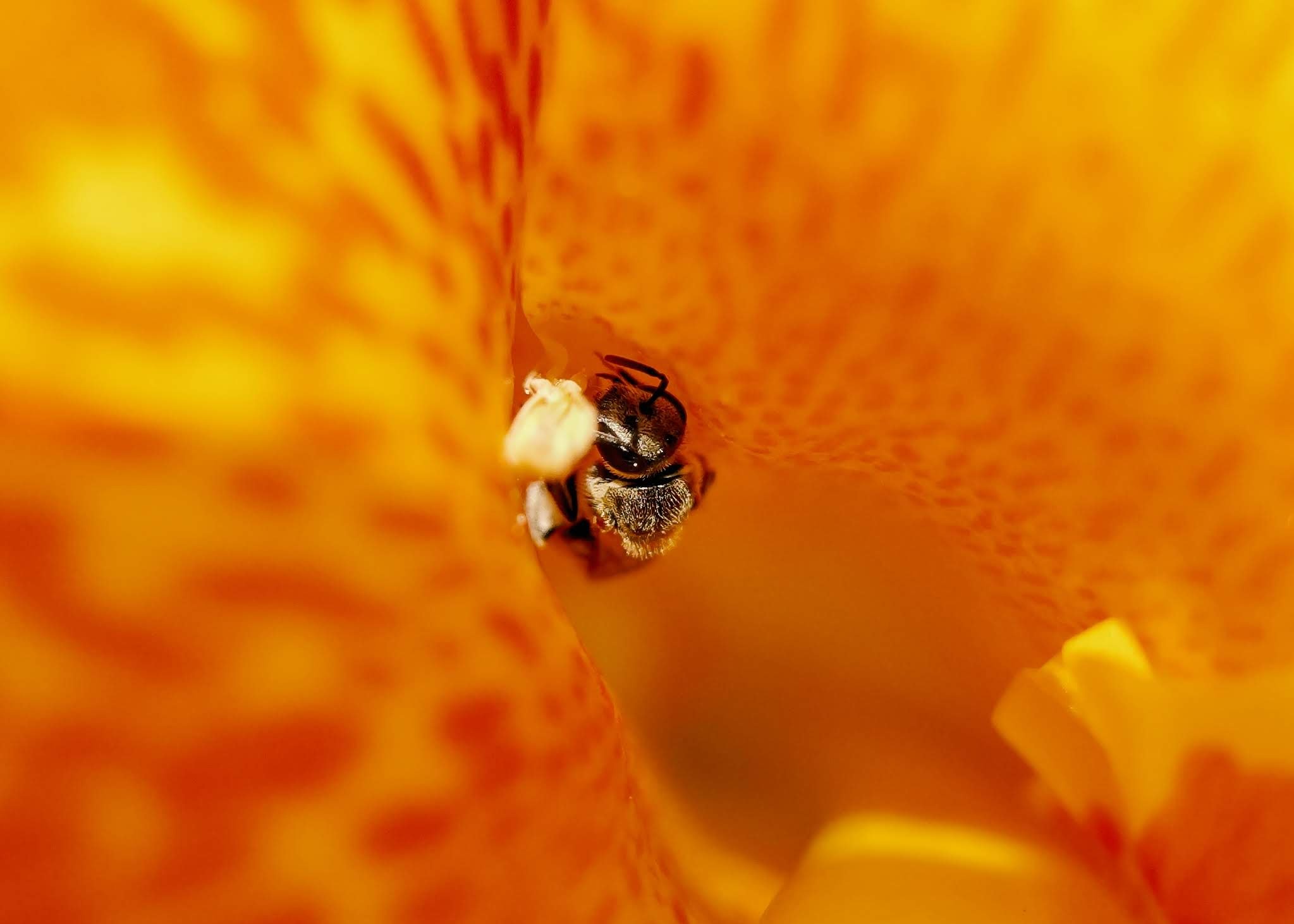 Camera Presets - Nothing Playground