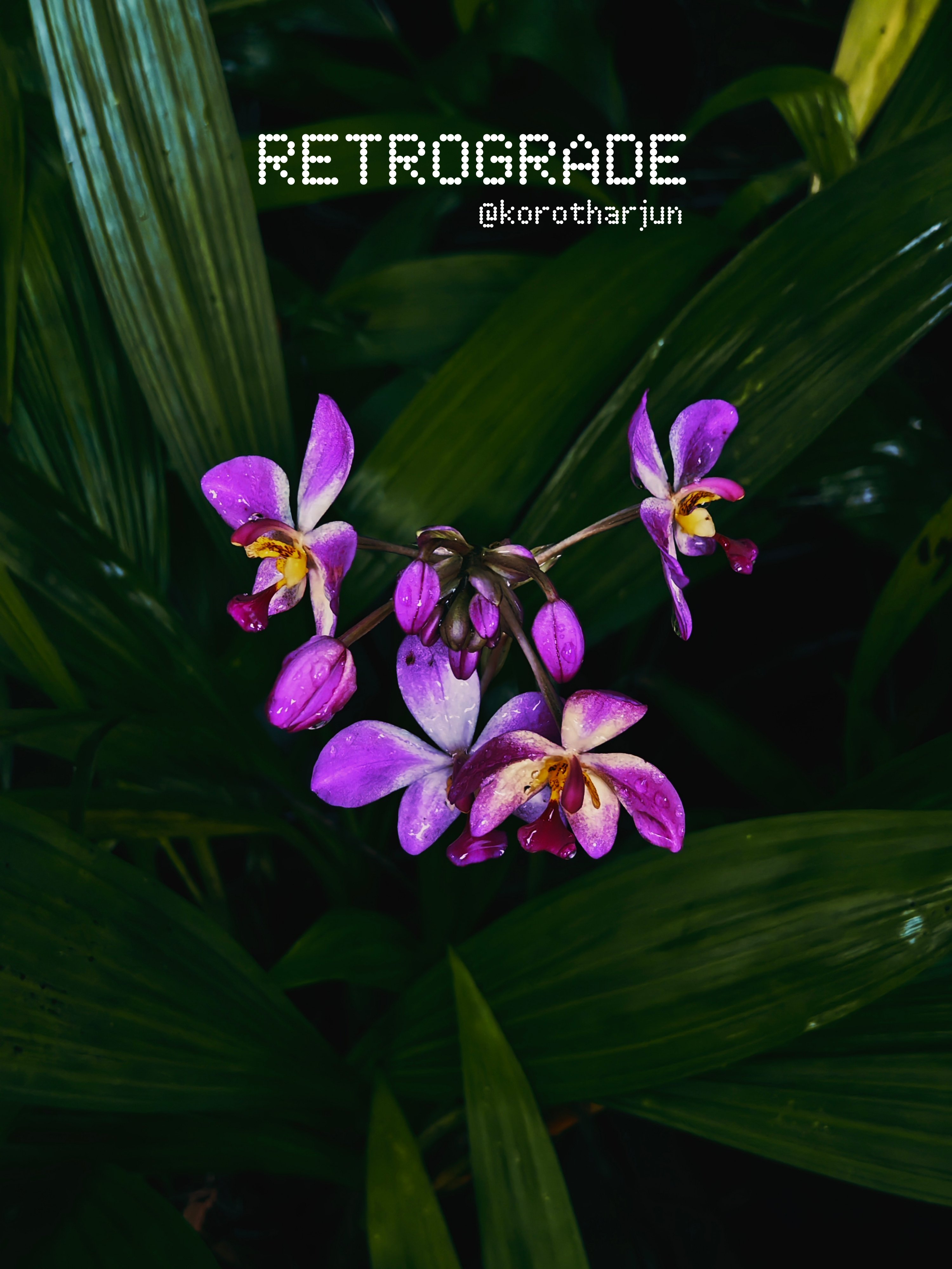 Camera Presets - Nothing Playground