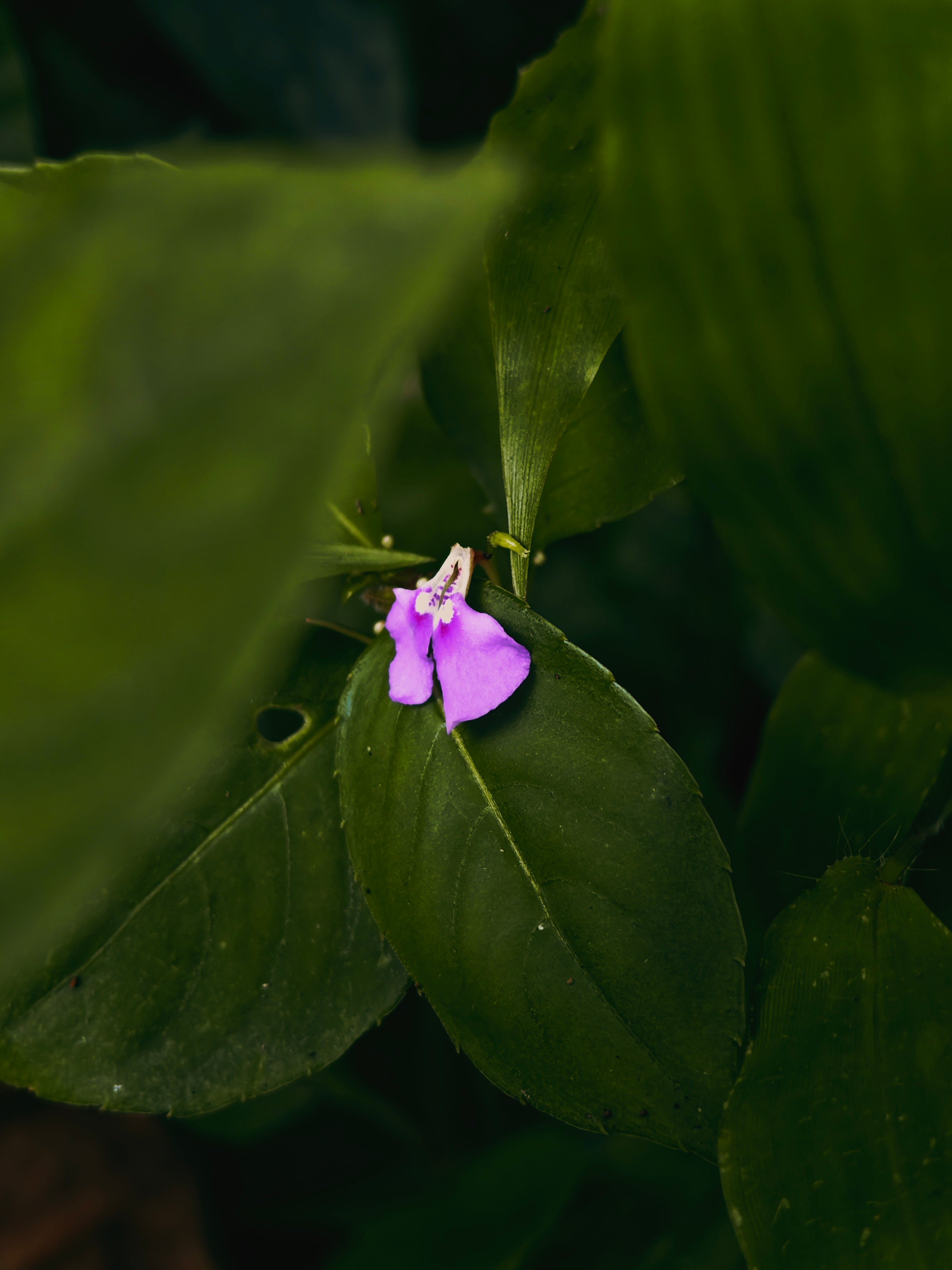 Camera Presets - Nothing Playground